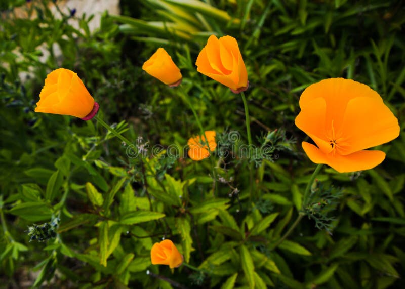 Wild Spring Flowers ! stock image. Image of nature, wild - 164692083