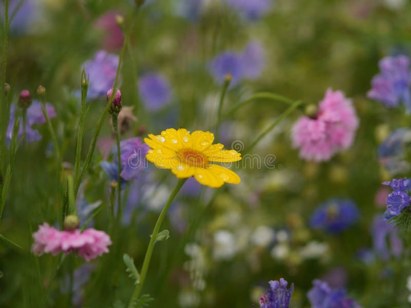 Wild spring flowers stock photo. Image of season, wild - 69596878