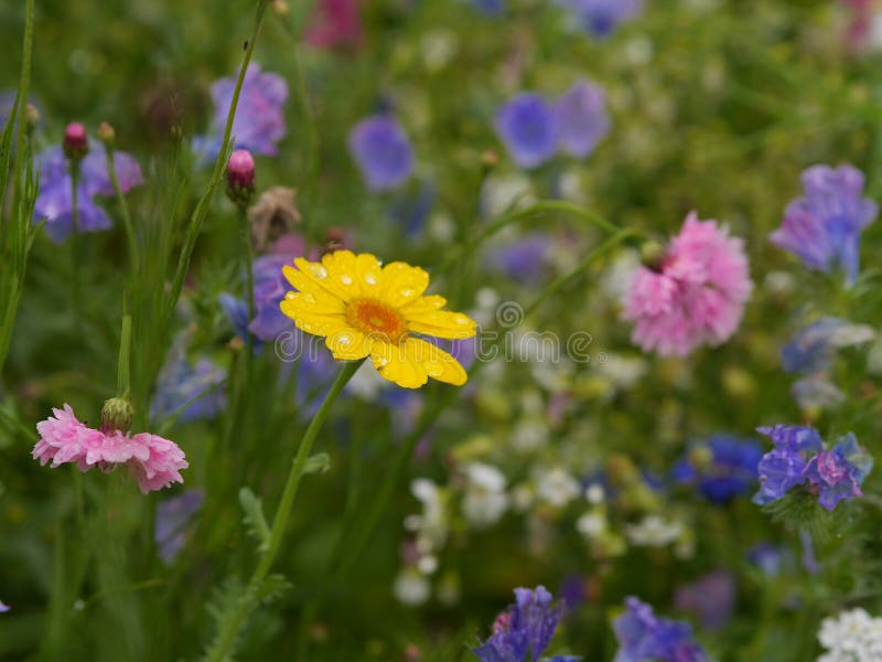 Wild spring flowers stock image. Image of spring, bright - 76489355