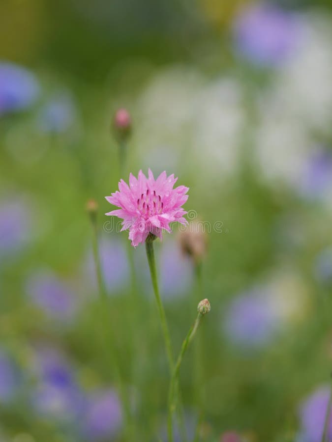 Wild spring flowers stock image. Image of closeup, green - 79622663
