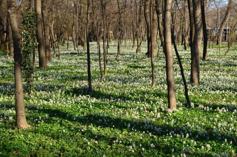 Wild Spring Flowers in the Park Stock Image - Image of trunks, city ...