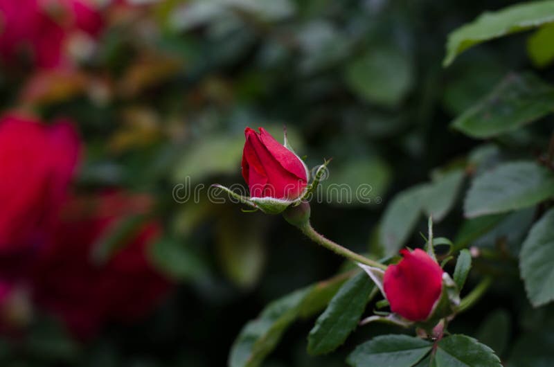 Wild Spring Flowers. Red Roses. Flower Bed. Stock Photo - Image of ...