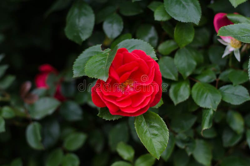 Wild Spring Flowers. Red Roses. Flower Bed. Stock Image - Image of ...