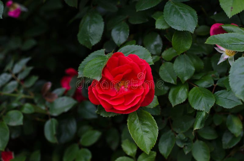Wild Spring Flowers. Red Roses. Flower Bed. Stock Photo - Image of ...