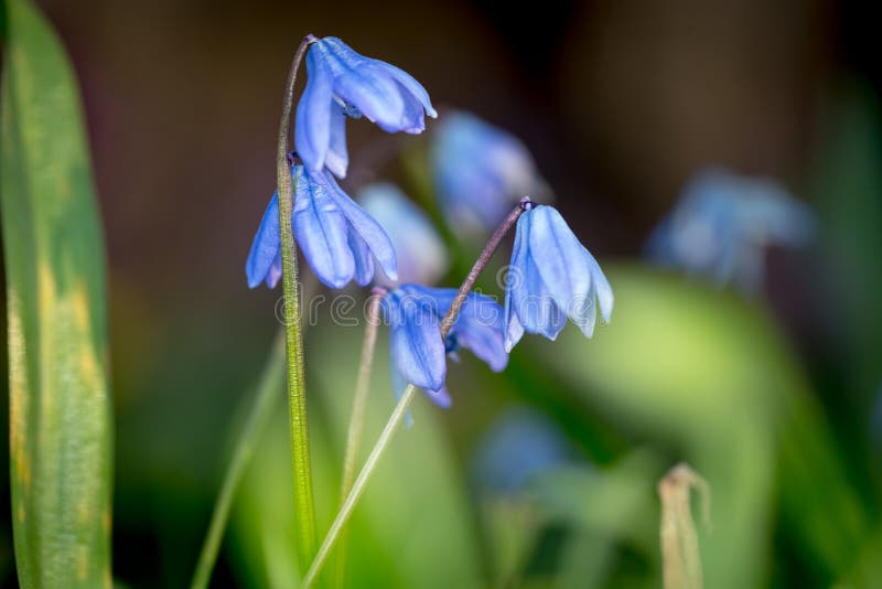 Wild spring flowers stock photo. Image of blue, forest - 144414184