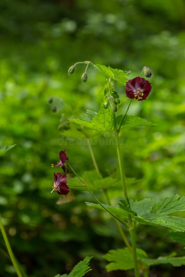 In the Wild in the Spring Forest Geranium Phaeum Blooms Stock Photo ...