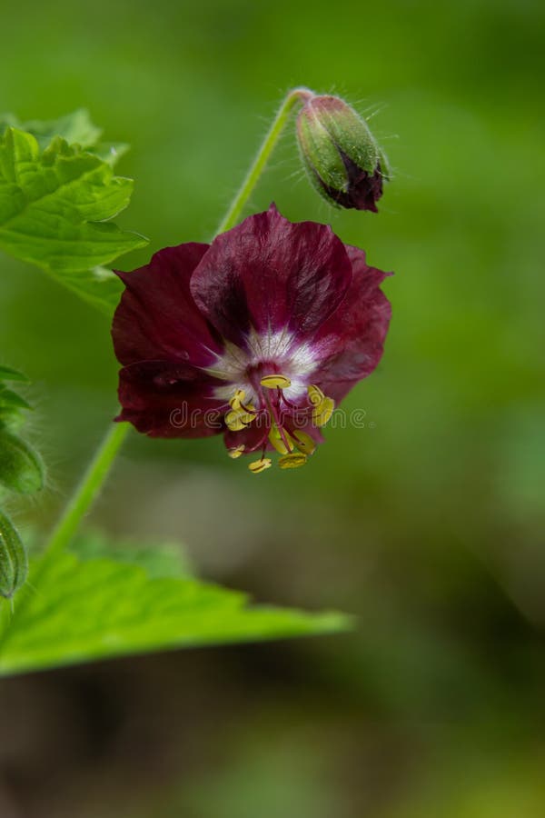 In the Wild in the Spring Forest Geranium Phaeum Blooms Stock Photo ...