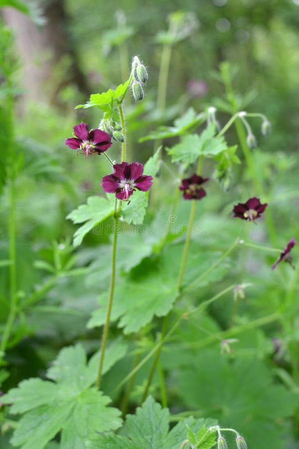 Geranium Phaeum Blooms in Nature in Spring Forest Stock Image - Image ...