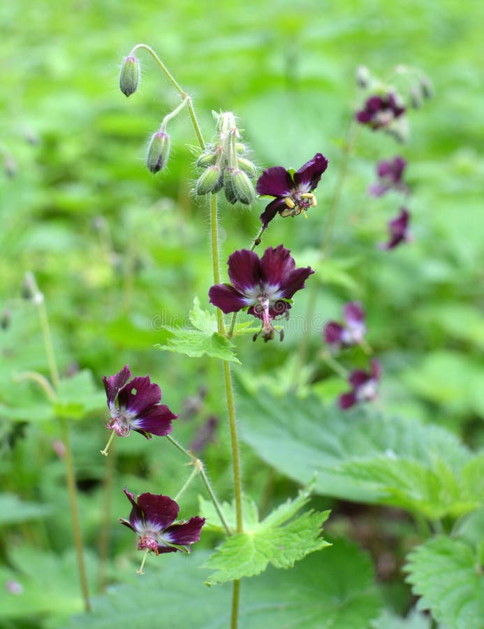 Geranium Phaeum Blooms in Nature in Spring Forest Stock Image - Image ...