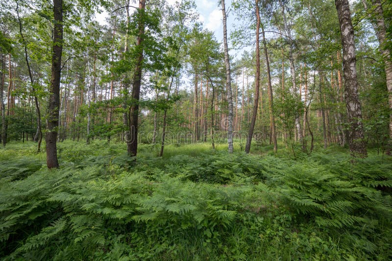 Wild Spring Forest Wide Angle Landscape Stock Photo - Image of ferns ...