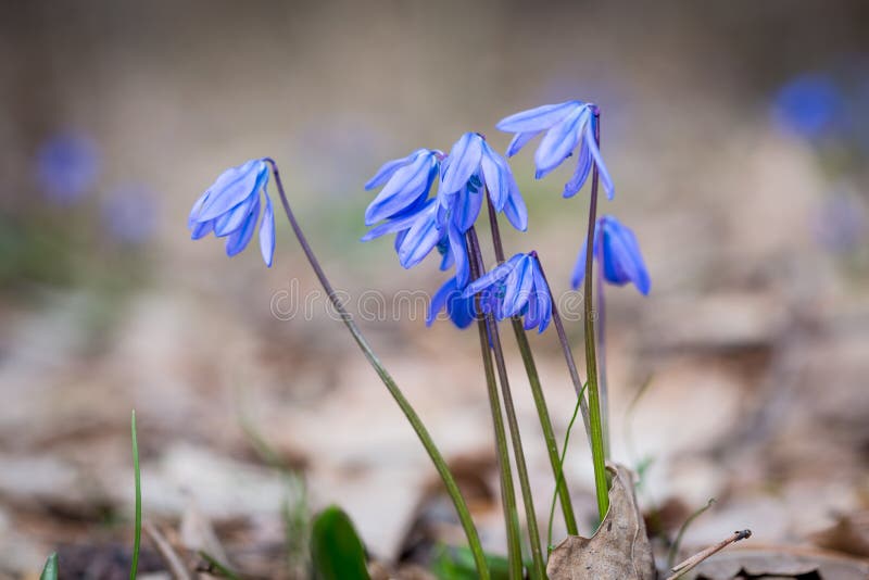 Wild Spring Scilla Bifolia Flowers Stock Image - Image of blue, garden ...
