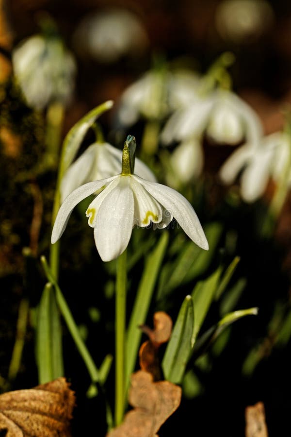 Wild Spring Snowflakes in a Forest Stock Image - Image of full, ground ...