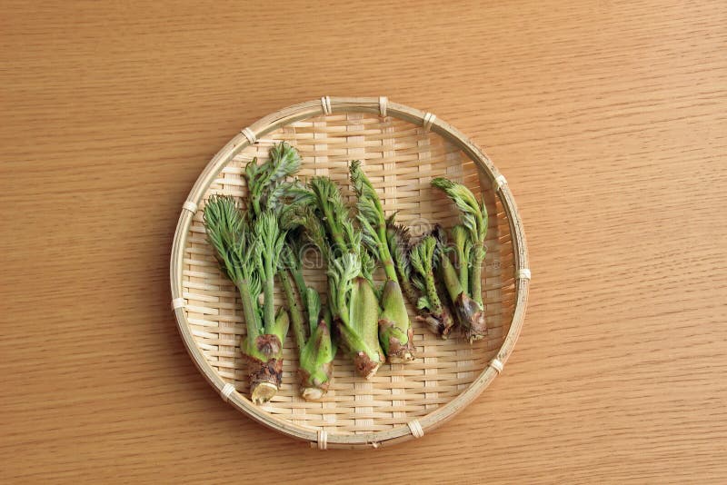 Wild Spring of Spring, Bud of Cod Stock Photo - Image of background ...