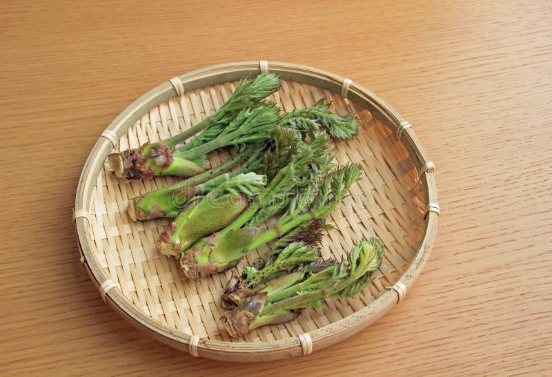 Wild Spring of Spring, Bud of Cod Stock Image - Image of material ...