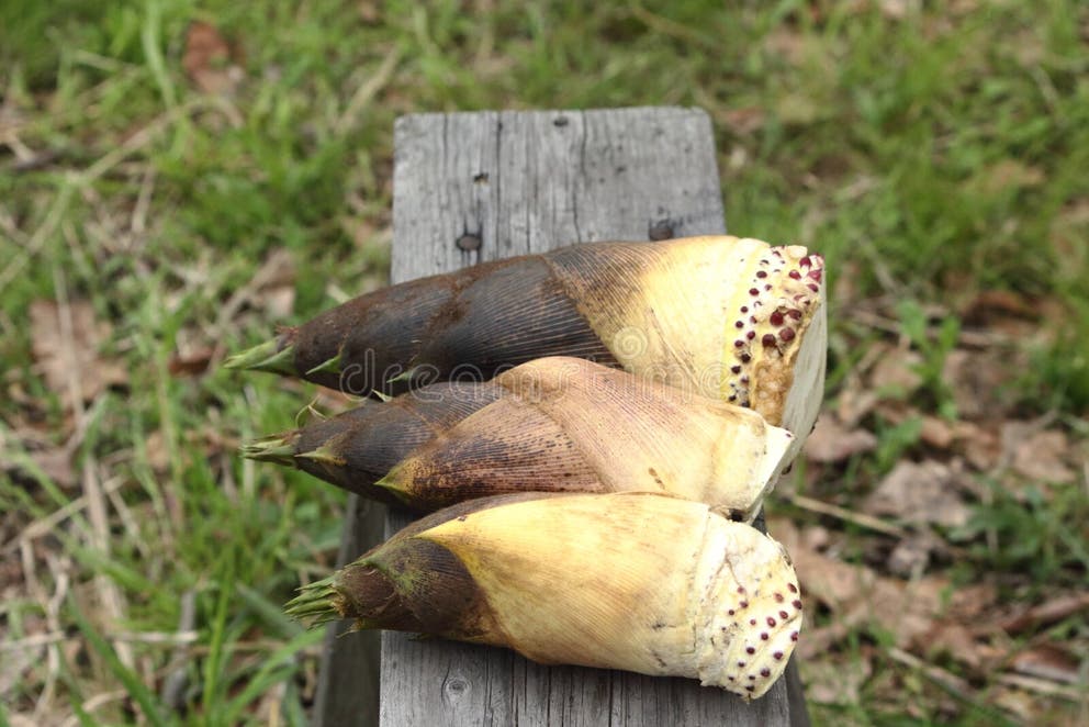 Wild Spring of Spring, Bud of Cod Stock Photo - Image of digging ...