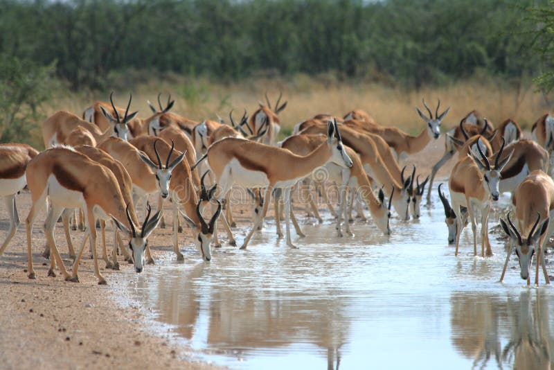 Wild springbok namibia stock photo. Image of wild, mammal - 36346254