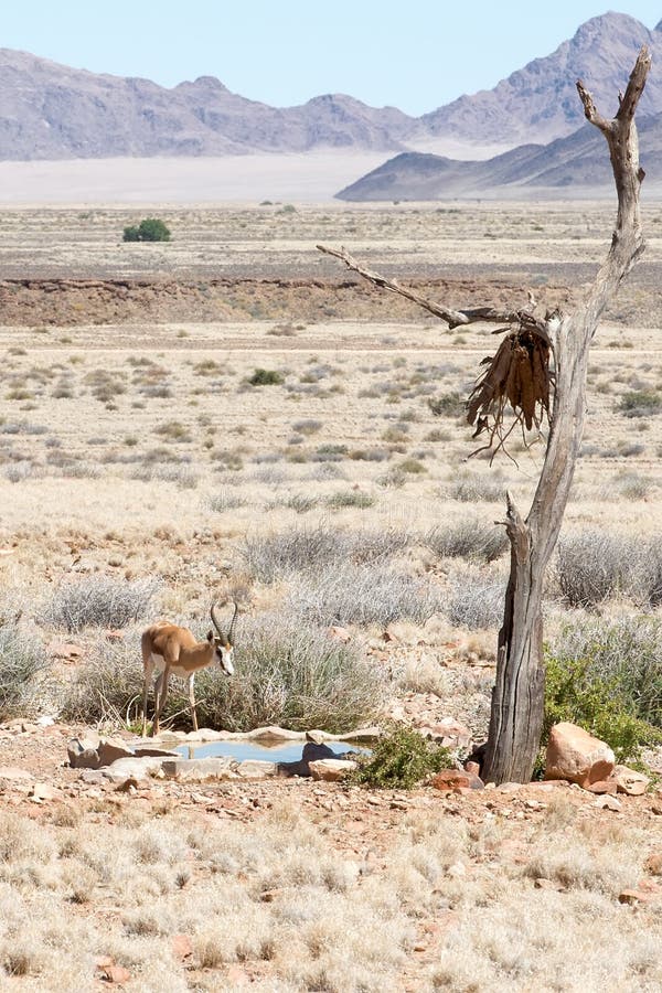Wild springbok namibia stock photo. Image of wild, mammal - 36346254