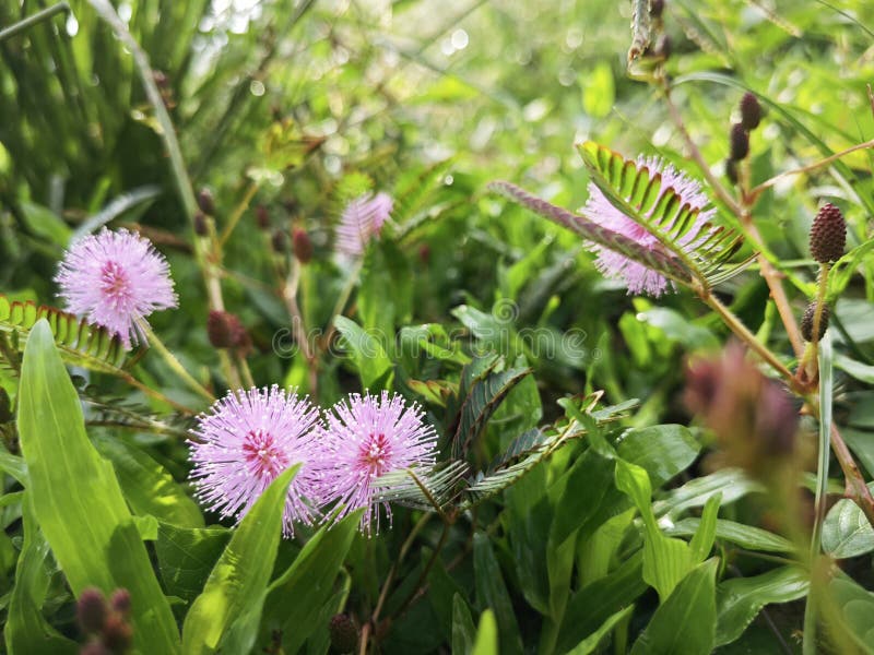 Wild Sprouting Mimosa Pudica Weed Flowers at the Meadow. Stock Image ...