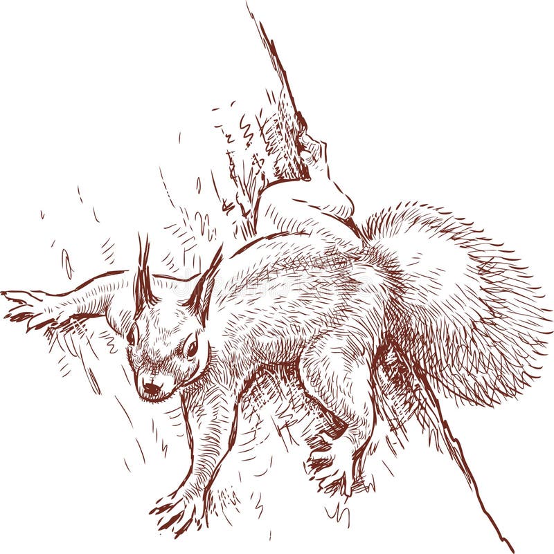 Squirrel on a tree stock vector. Illustration of tail - 30468362