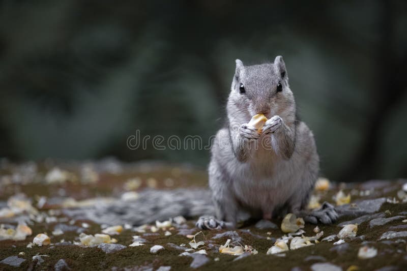 Wild Squirrel Munching on Nut in Peaceful Setting. Stock Image - Image ...