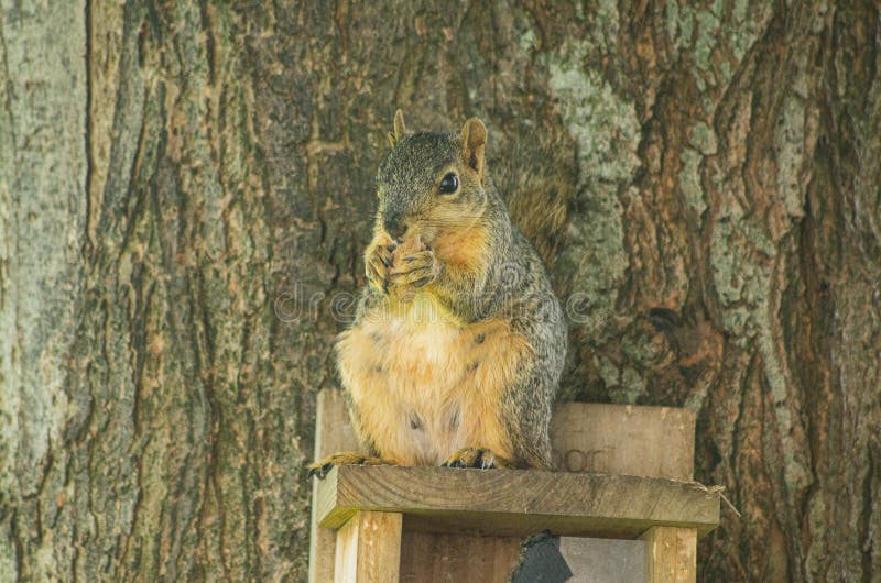 Curious Squirrel on Tree Branch in Forest Stock Image - Image of ...