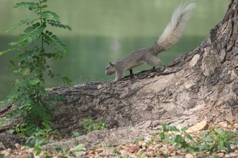 Wild squirrel stock photo. Image of lake, summer, looking - 66302330
