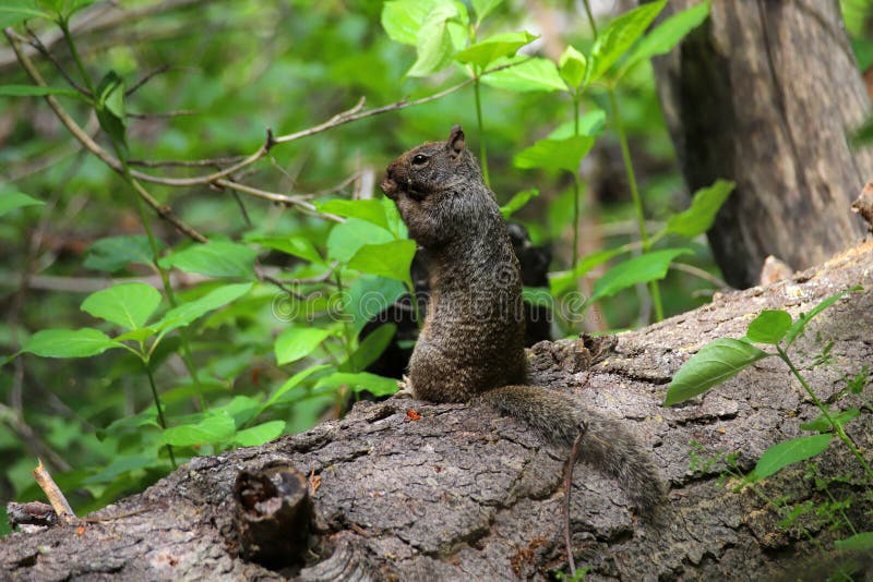 Wild Squirrel Eating on Fallen Tree in Lush Green Forest Closeup Stock ...