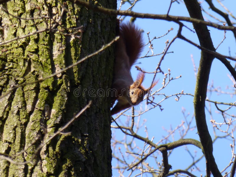Wild Squirrel in Spring in the Park Stock Image - Image of urban ...