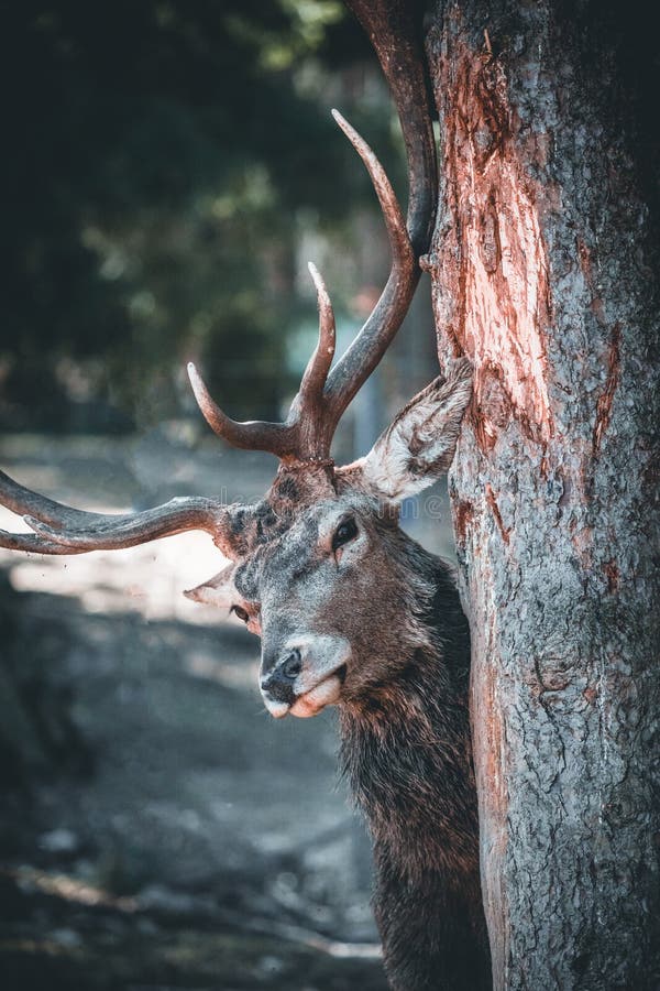 Wild Stag in the Forest in Spring Stock Photo - Image of highlands ...