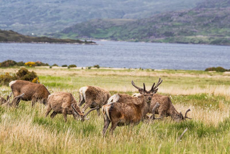 Scottish Highlands, Wild Stag Stock Image - Image of panoramic, nature ...