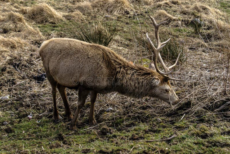 Wild stag chilling out. stock photo. Image of grass - 178441610
