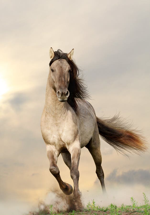 Wild stallion stock image. Image of black, force, equestrian - 25269487