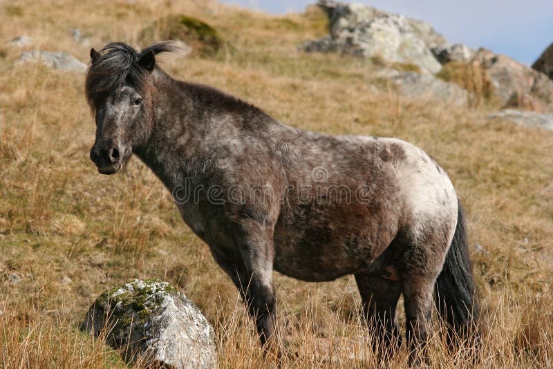 Wild Stallion stock image. Image of breed, power, equine - 684429