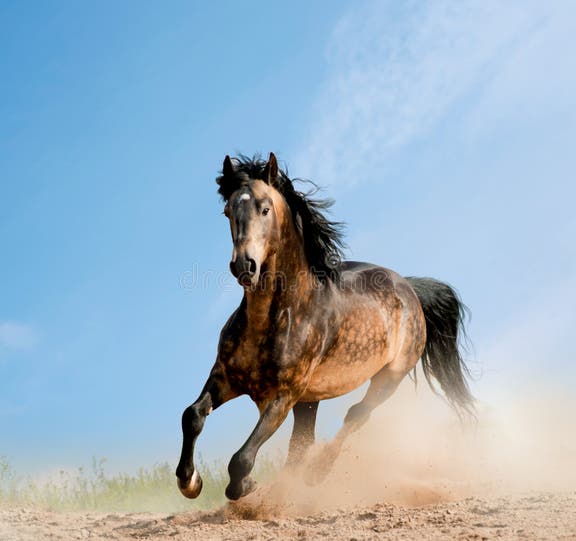 Wild stallion stock image. Image of rising, grey, black - 34031965