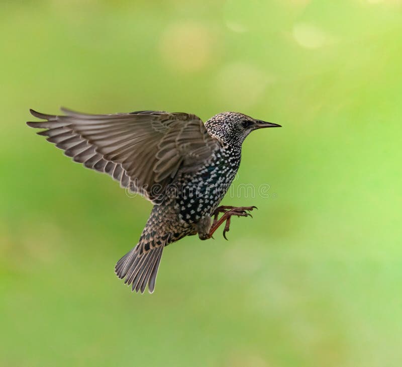 Flying Starling Bird stock image. Image of starling - 233367393
