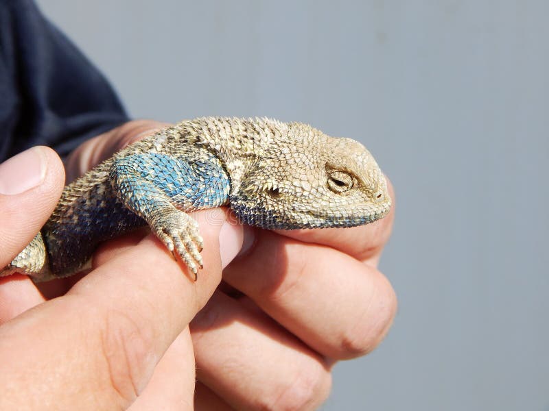 A lizard in hands stock photo. Image of animals, reptile - 23585082