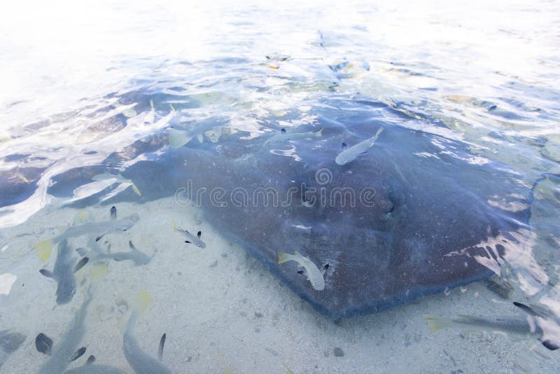Wild Stingray on Sandy Ocean Floor Surrounded by School of Fish Stock ...