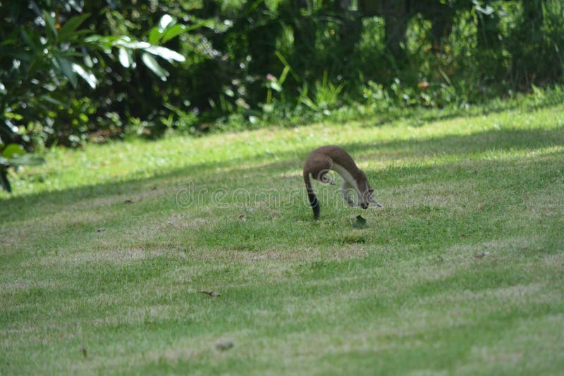 A Wild Stoat Attacks a Leaf on the Lawn. Stock Photo - Image of vermin ...