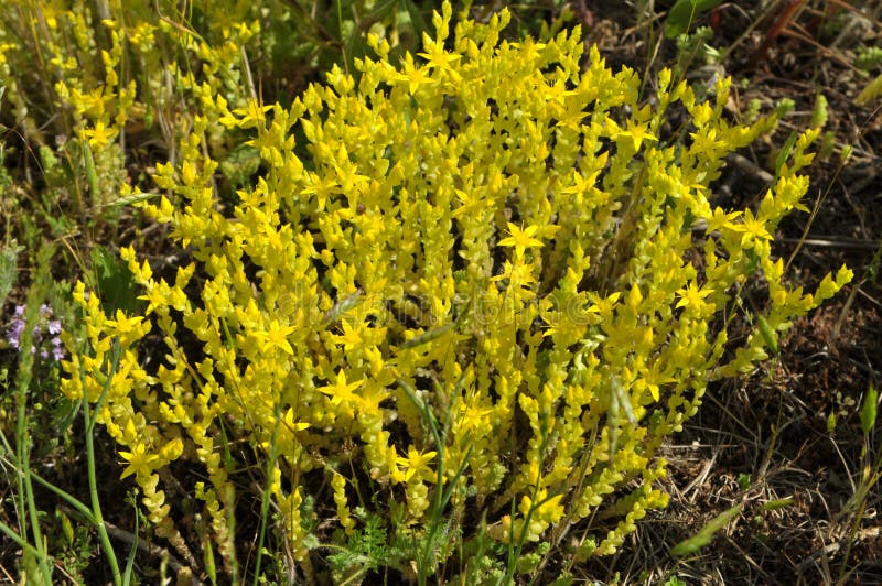 Stonecrop Sedum Acre Grows in the Wild Stock Image - Image of flora ...