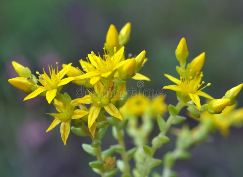 Stonecrop (Sedum Acre) Grows in the Wild Stock Image - Image of yellow ...