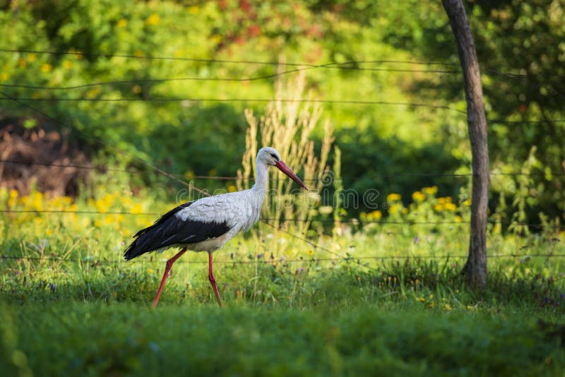 Wild Stork Walking at the Countryside Stock Photo - Image of wing ...
