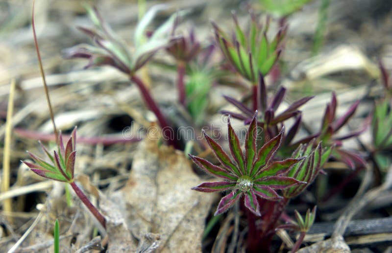Wild Strange Red Flower Wthi Water Drop Inside Stock Image - Image of ...
