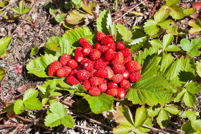 Wild strawberries stock image. Image of dessert, leaf - 17739333 Wild strawberries stock image. Image of dessert, leaf - 17739333