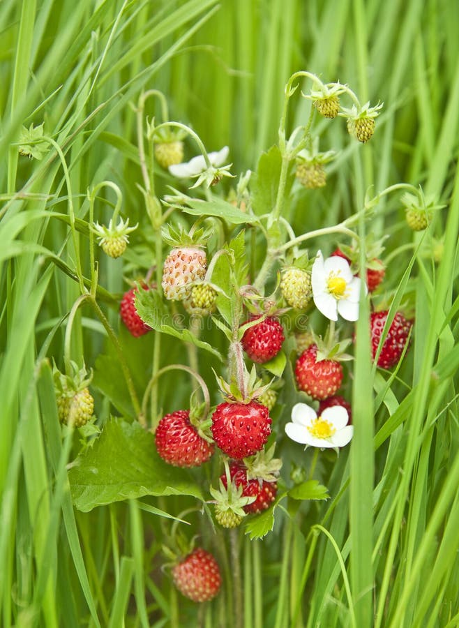Wild strawberries stock photo. Image of beautiful, blossom - 20055234