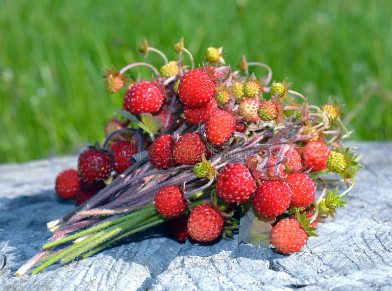 Wild strawberries stock image. Image of strawberry, green - 94144131