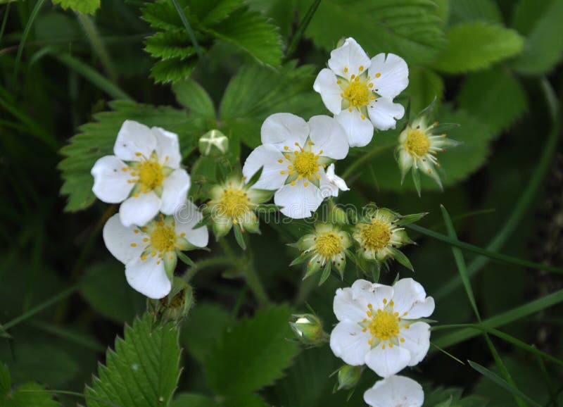 Wild Strawberries Bloom in Nature Stock Image - Image of bloom ...