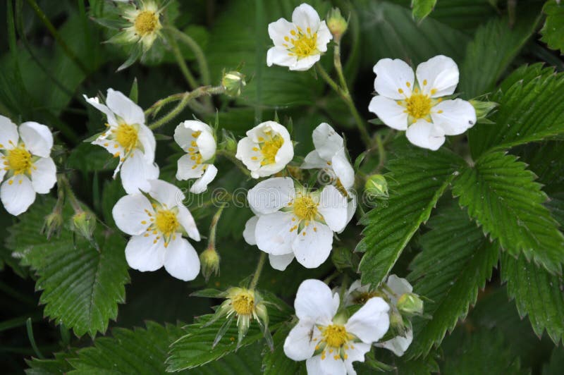 Wild Strawberries Bloom in Nature Stock Image - Image of closeup, flora ...
