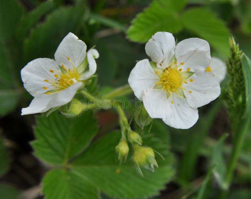 Wild Strawberries Bloom in Nature Stock Photo - Image of garden, leaf ...