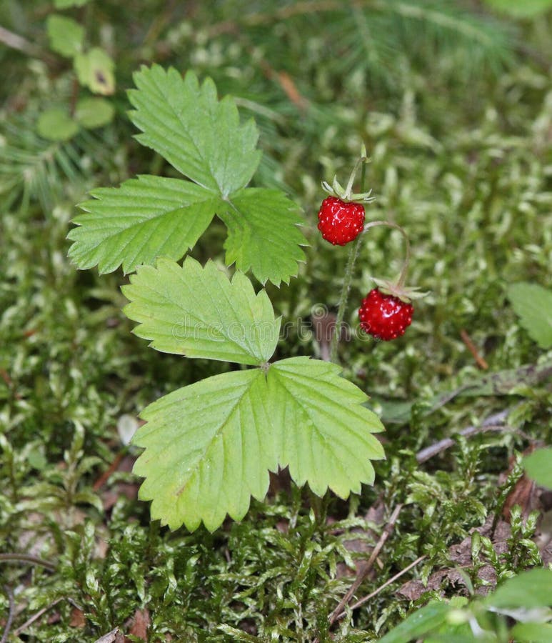 Wild Strawberries Grow in the Forest. Forest Red Berry Grows in the ...