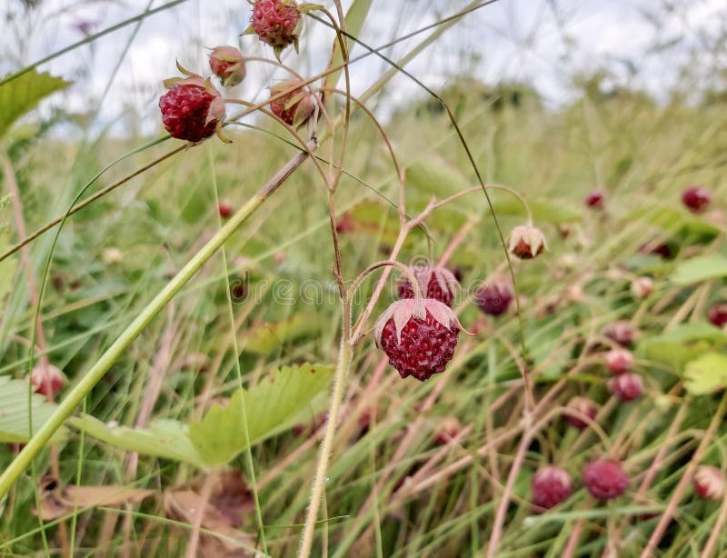 Wild Strawberries Growing in the Wild Field Close-up Stock Image ...
